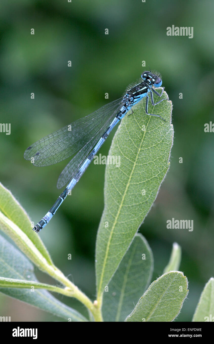 Southern damselflies hi-res stock photography and images - Alamy