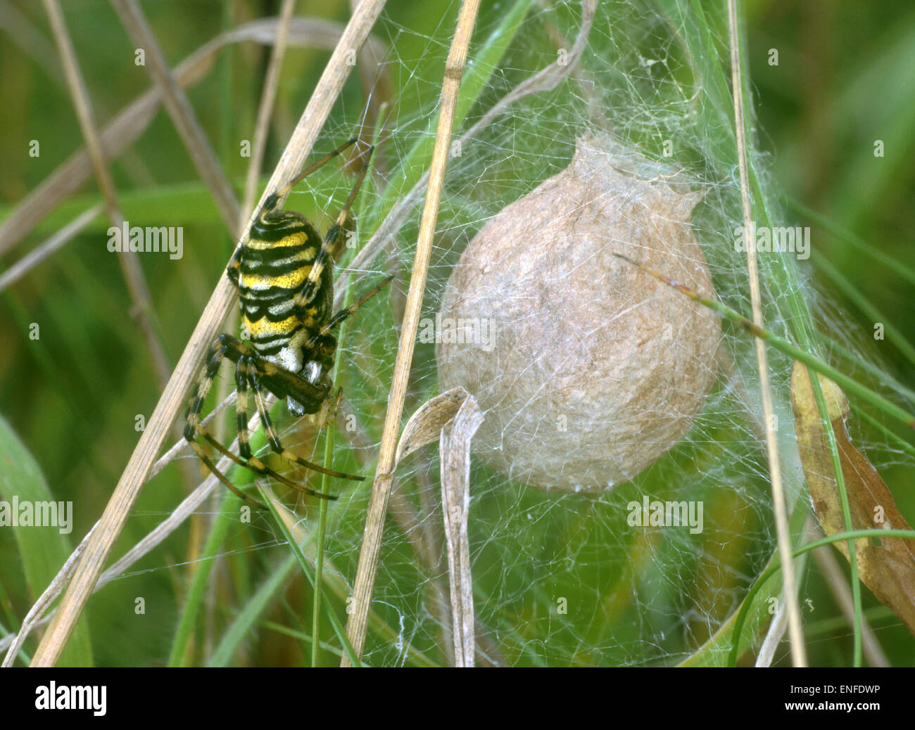 Spider eggs sac hi-res stock photography and images - Alamy