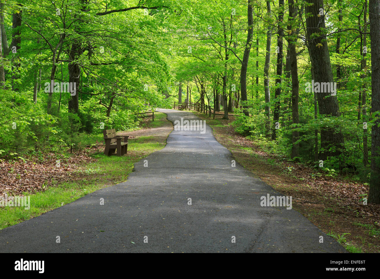 Walking path in the forest Stock Photo - Alamy