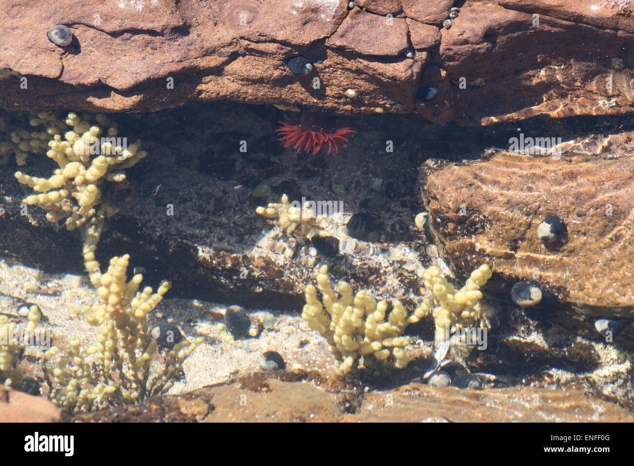 Red sea anemone hi-res stock photography and images - Alamy