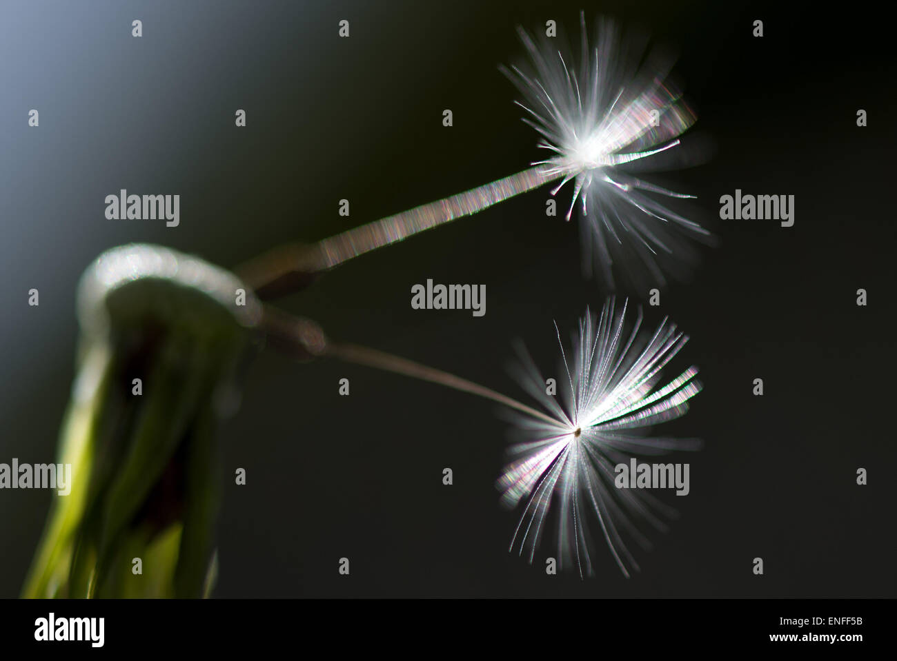 Cologne, Germany. 04th May, 2015. A dandelion is pictured with its ...