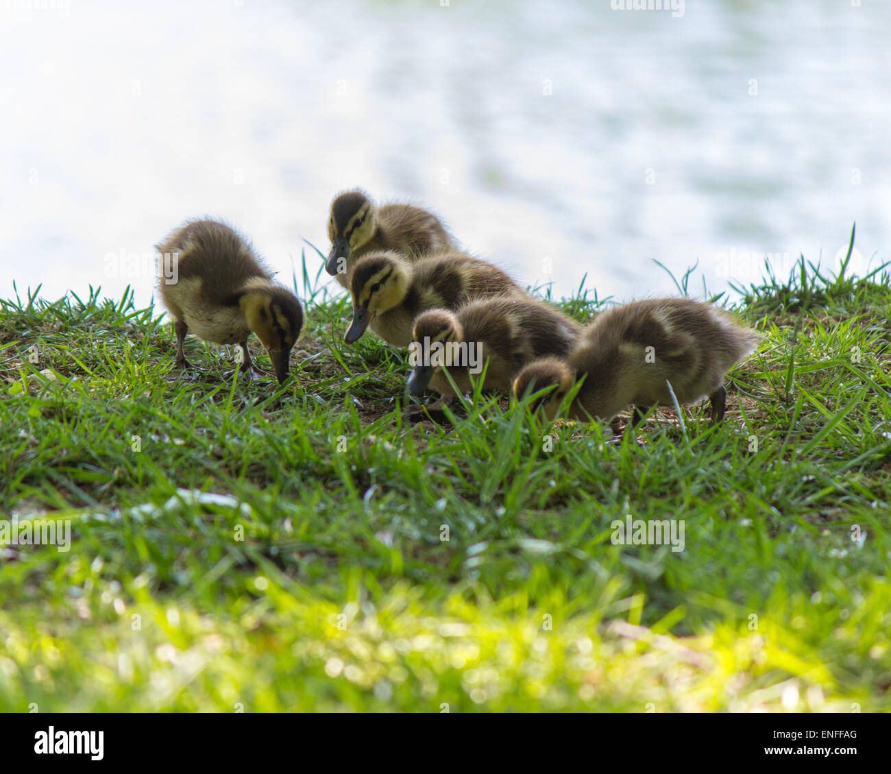 Ducklings beside a pond Stock Photo - Alamy