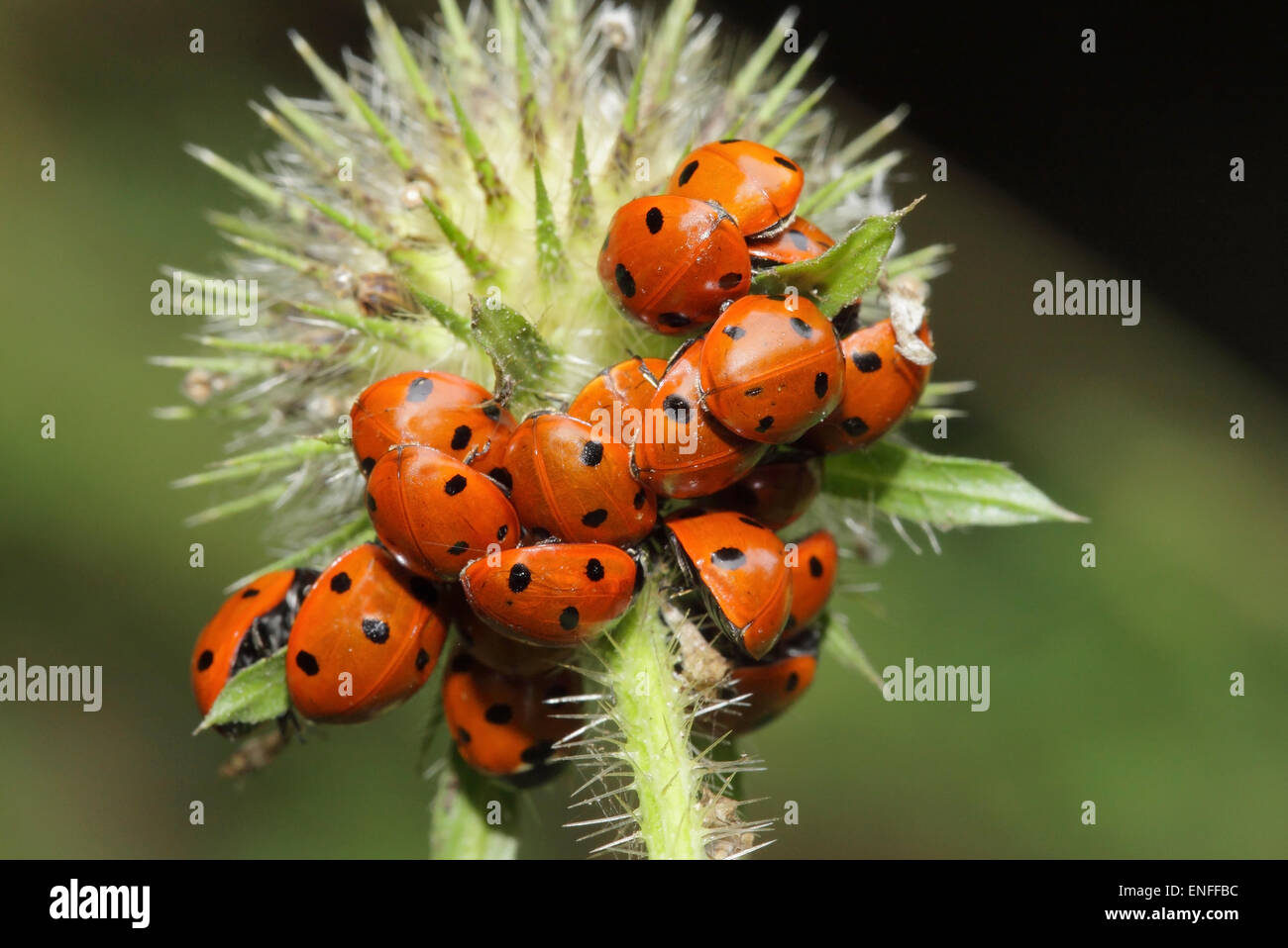 7 Spot Ladybirds - Coccinella 7-punctata Stock Photo - Alamy