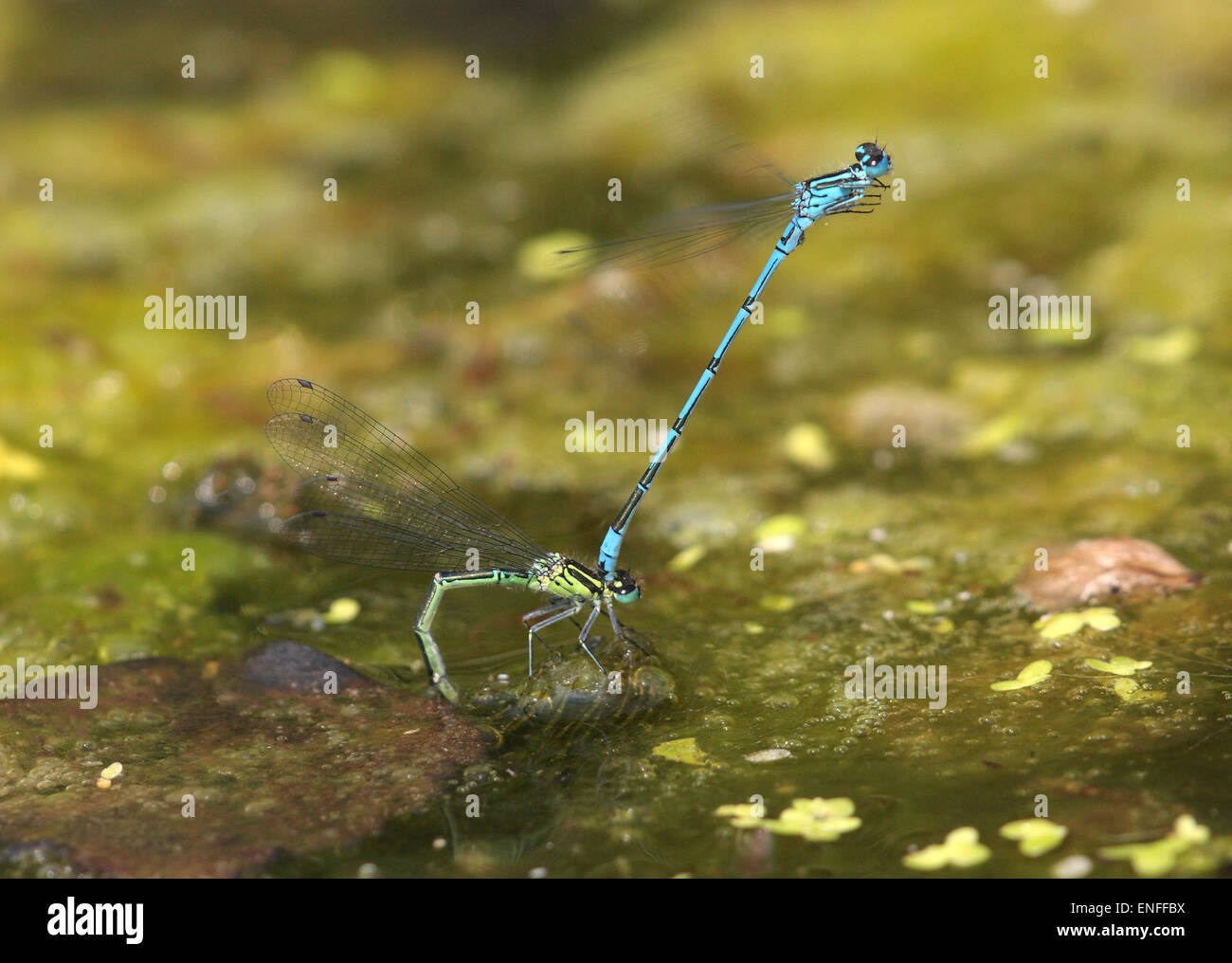 Azure damselfly hi-res stock photography and images - Alamy