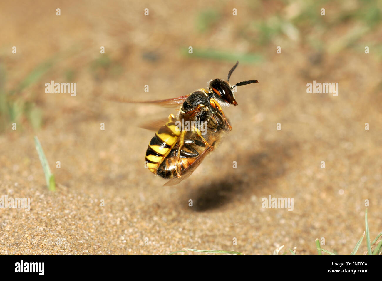 Bee Wolf Wasp - Philanthus triangulum flying with Honeybee prey Stock ...