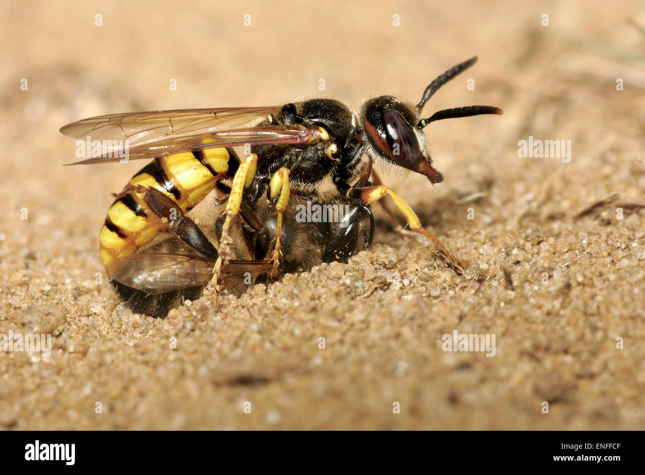 Bee Wolf's Instagram, Twitter & Facebook on IDCrawl