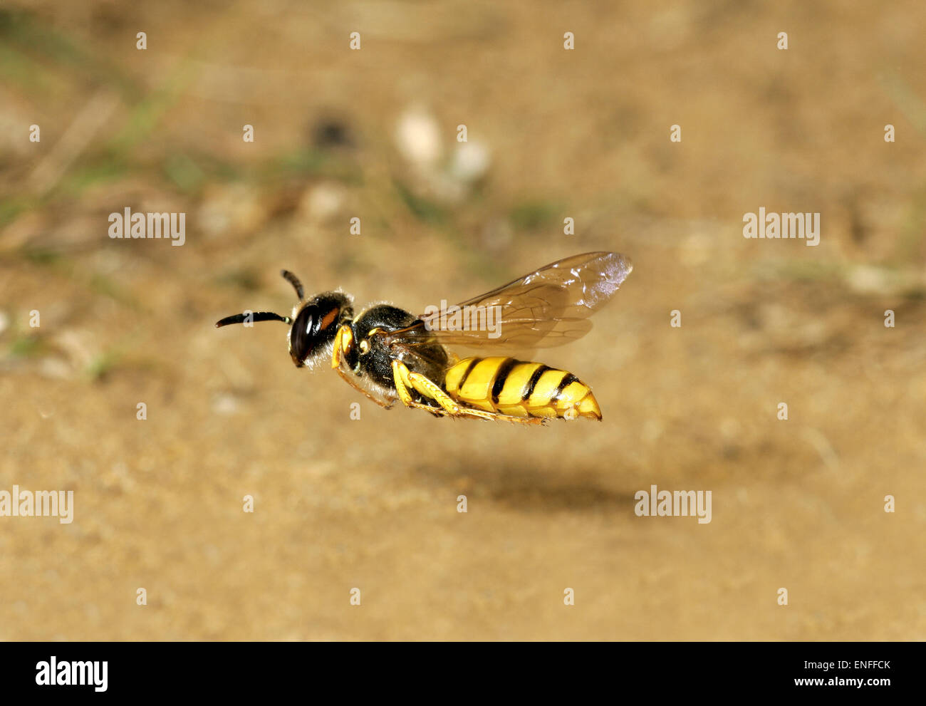 Bee wolf philanthus triangulum hi-res stock photography and images - Alamy