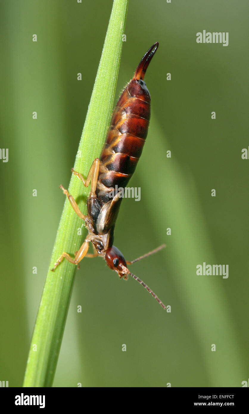 Earwig hi-res stock photography and images - Alamy