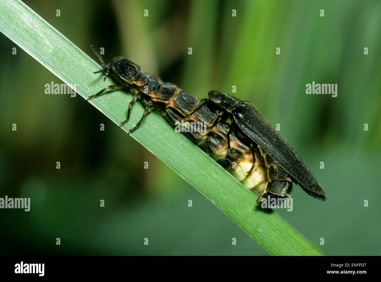 Glow-worm - Lampyris noctiluca mating Stock Photo - Alamy