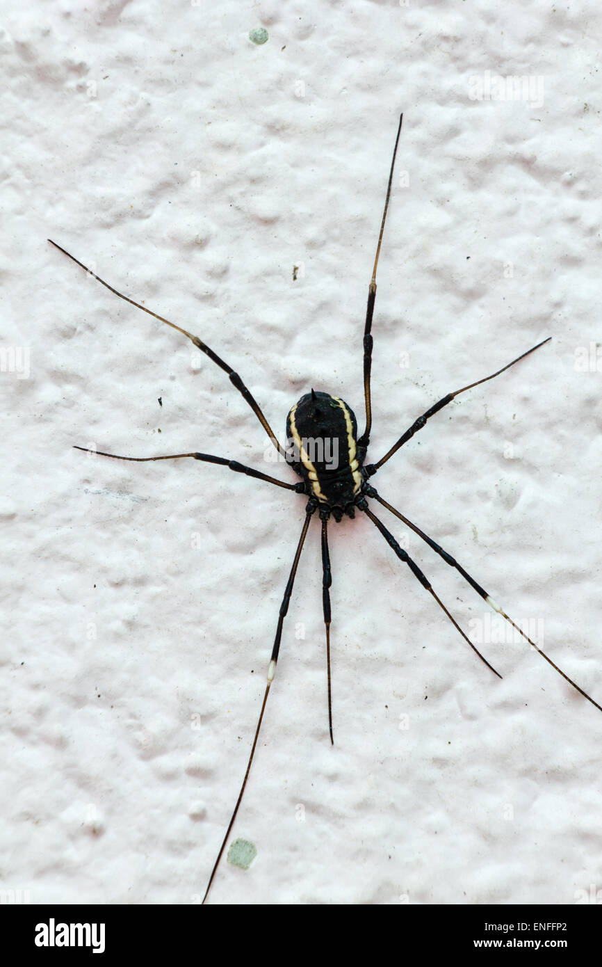 Close up of a big black spider on a white wall Stock Photo - Alamy