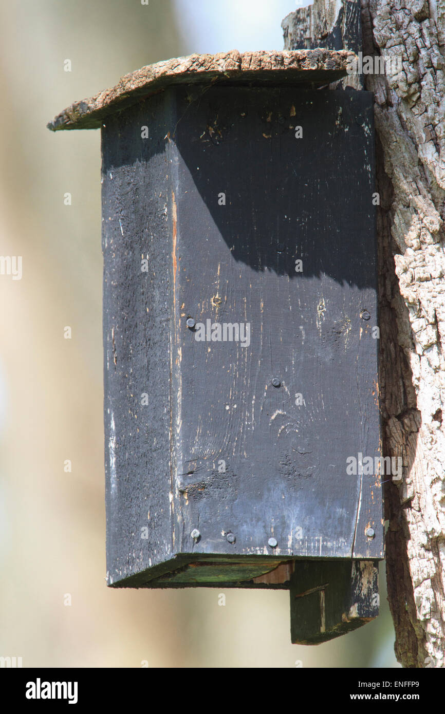 Bat box hi-res stock photography and images - Alamy