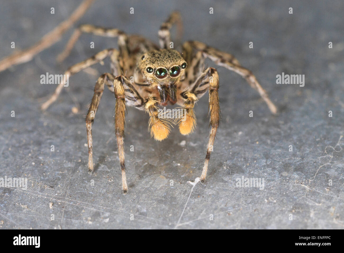 Dimorphic hi-res stock photography and images - Alamy