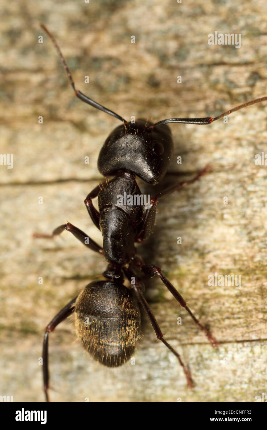 Black ant (Camponotus pennsylvanicus) on old wood Stock Photo - Alamy