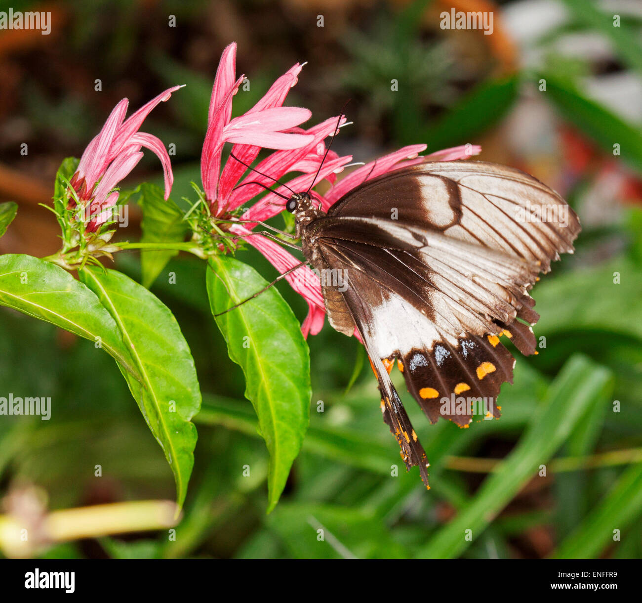 Australian black & white swallowtail butterfly feeding on pink flowers ...