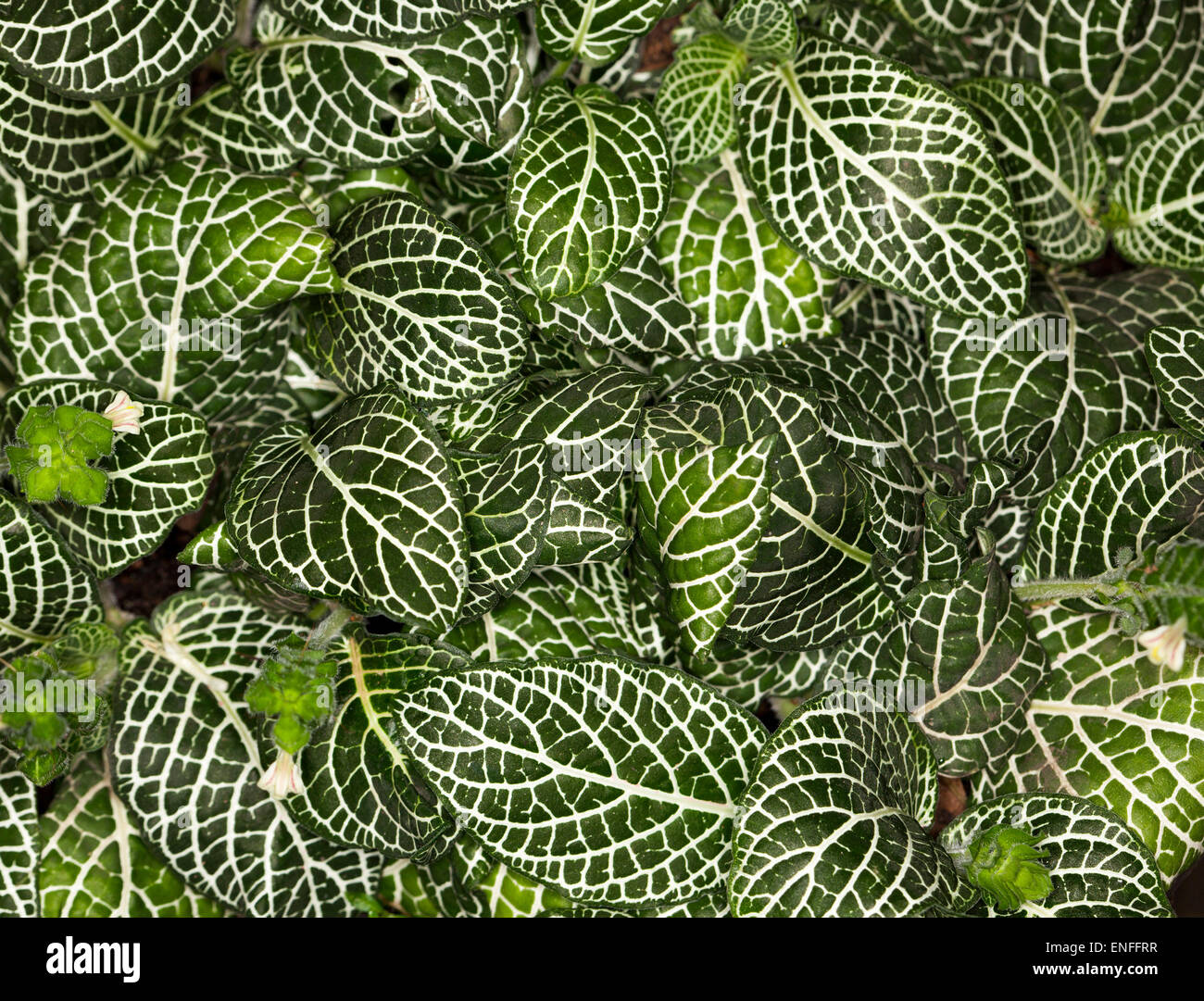 Mosaic plant hi-res stock photography and images - Alamy