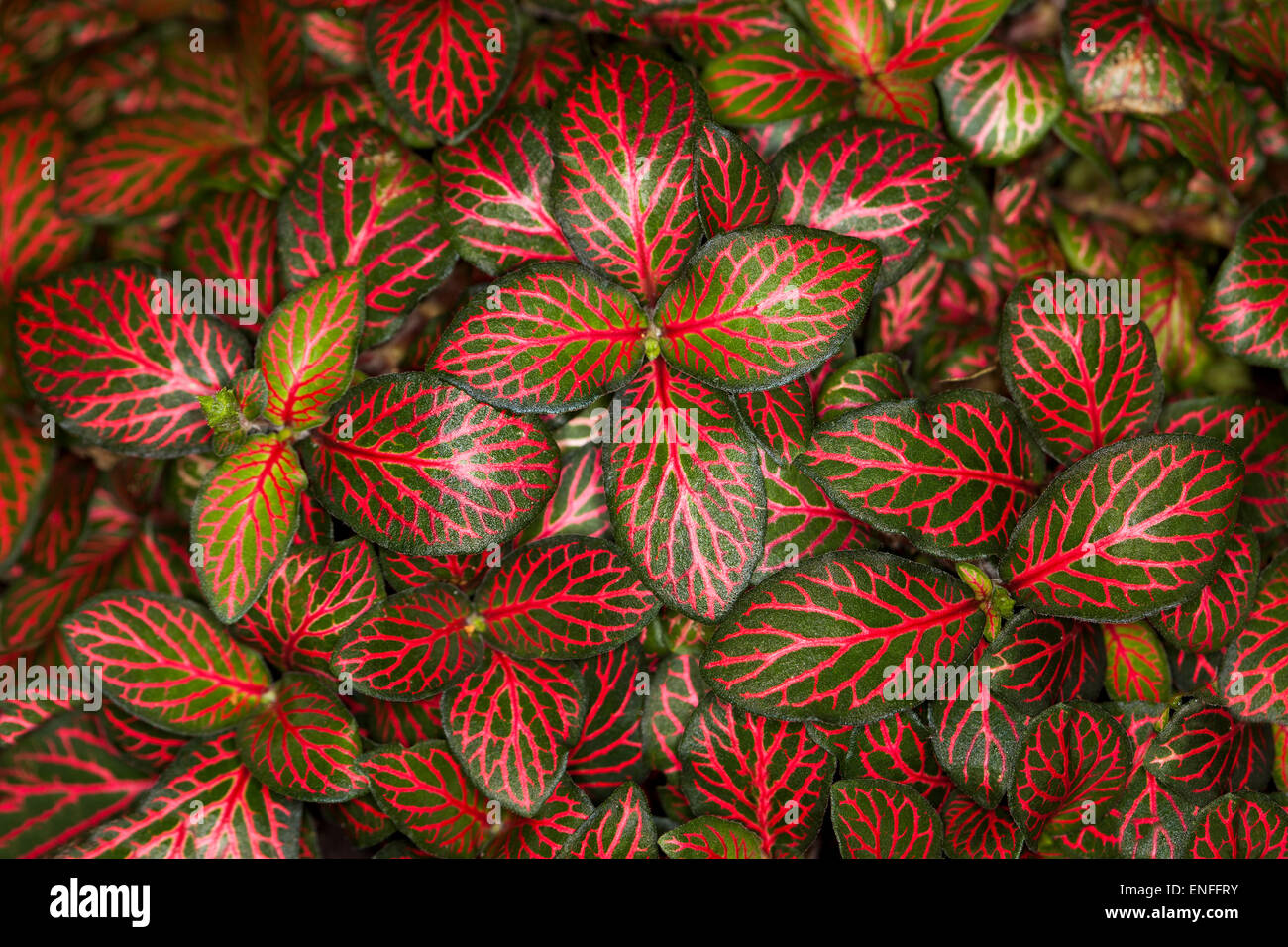 Fittonia albivenis, Mosaic / Nerve Plant, mass of spectacular bright ...
