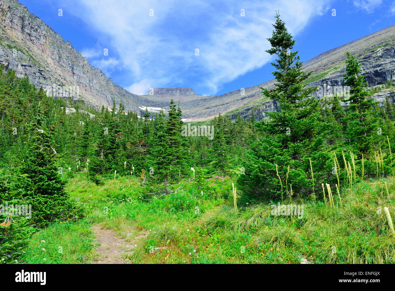 mountains and high alpine conifer forest in glacier national park in ...