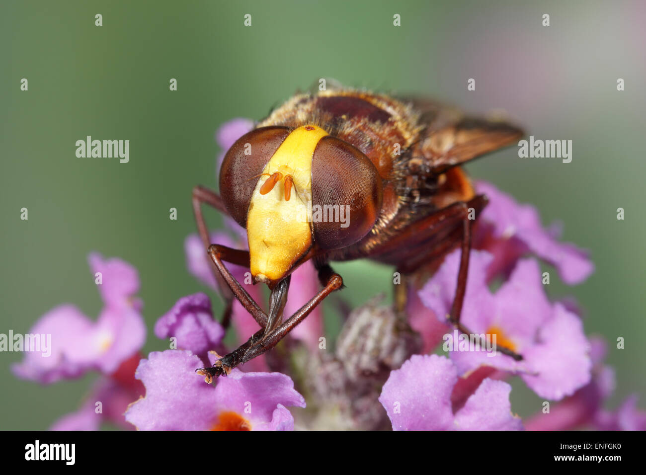 Hoverfly - Volucella zonaria Stock Photo - Alamy