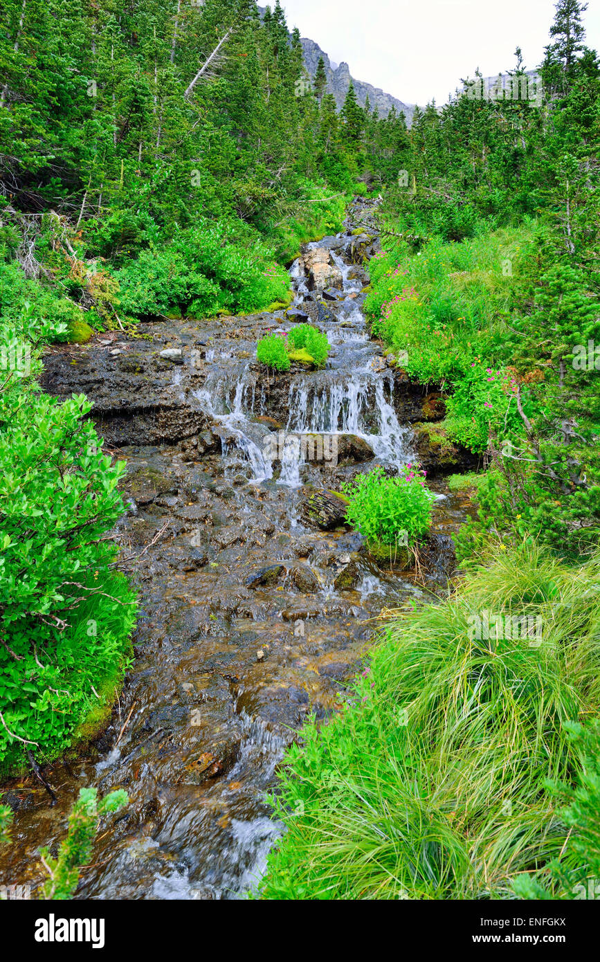 mountain stream on a high alpine trail in glacier national park in ...