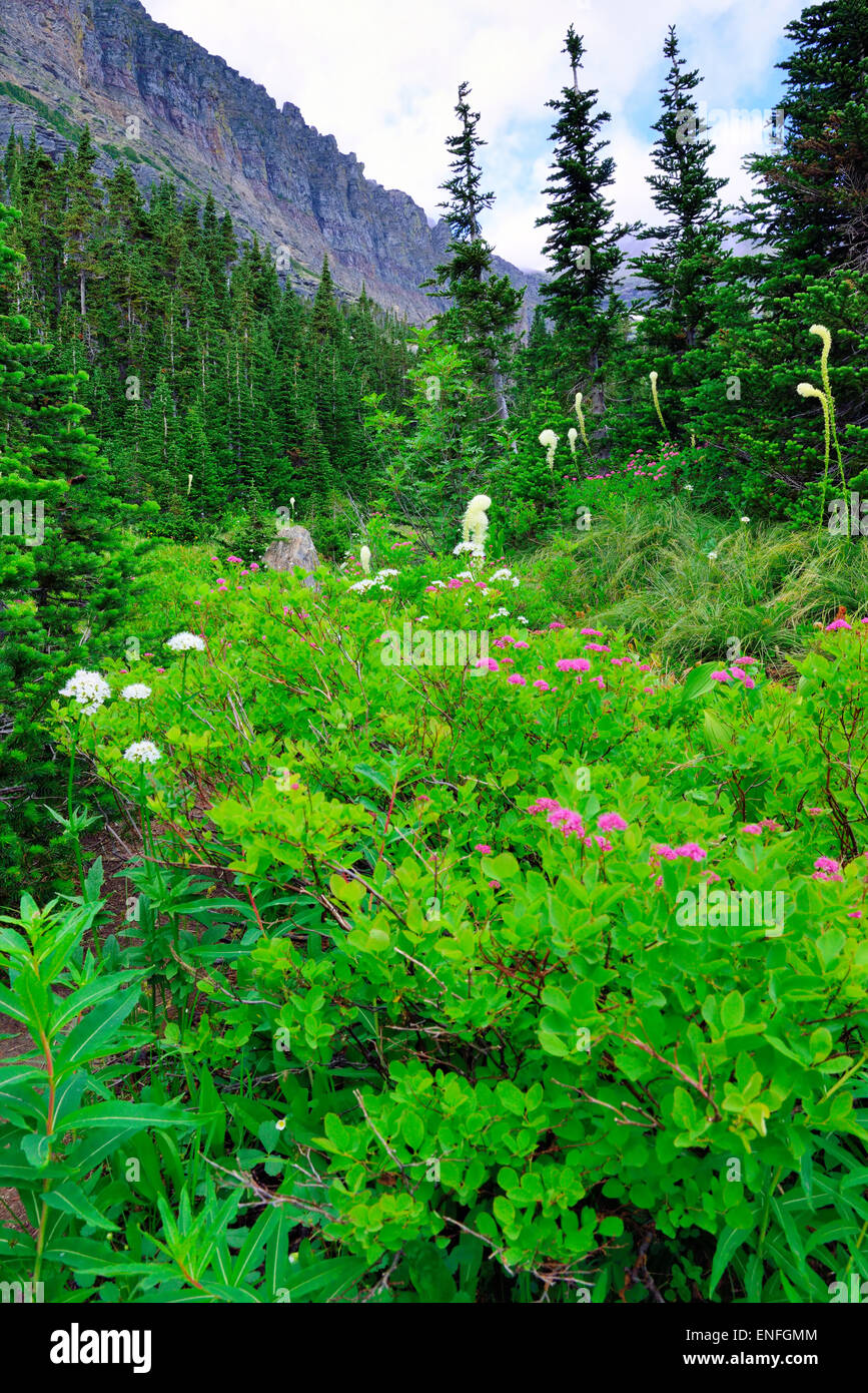 wild alpine flowers and conifer forest in front of the mountains of the ...