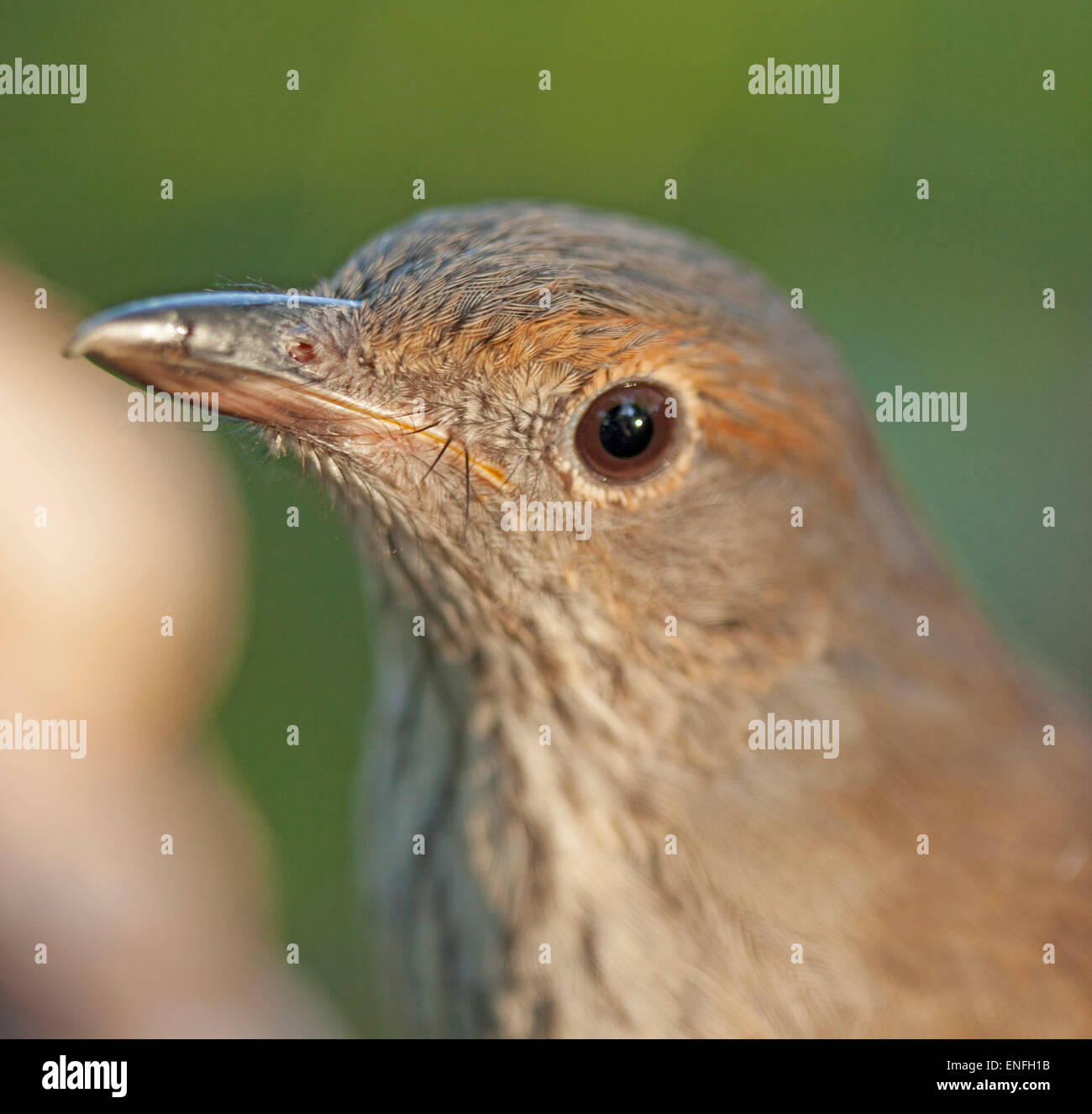 Close-up of face of Australian grey shrike-thrush, Colluricincia ...