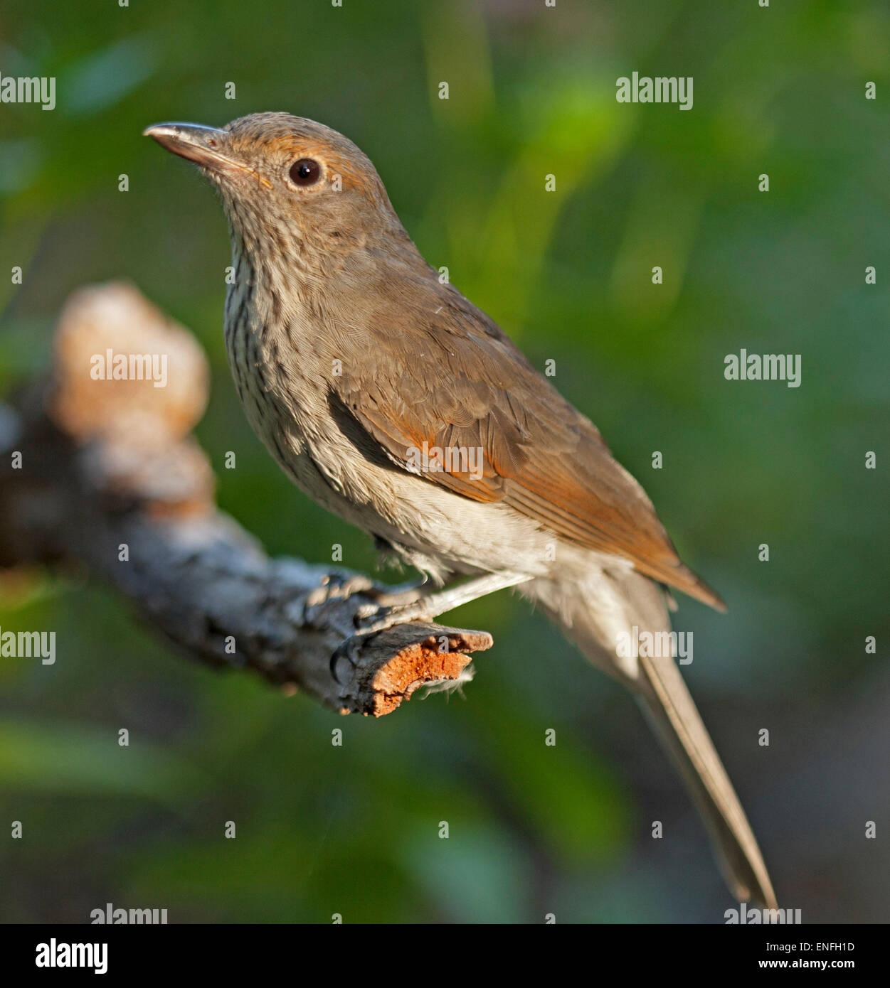 Grey shrike thrush hi-res stock photography and images - Alamy