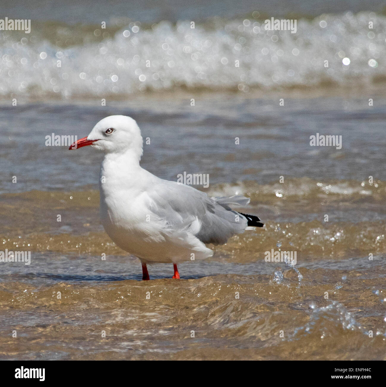 Australian seagull hi-res stock photography and images - Alamy