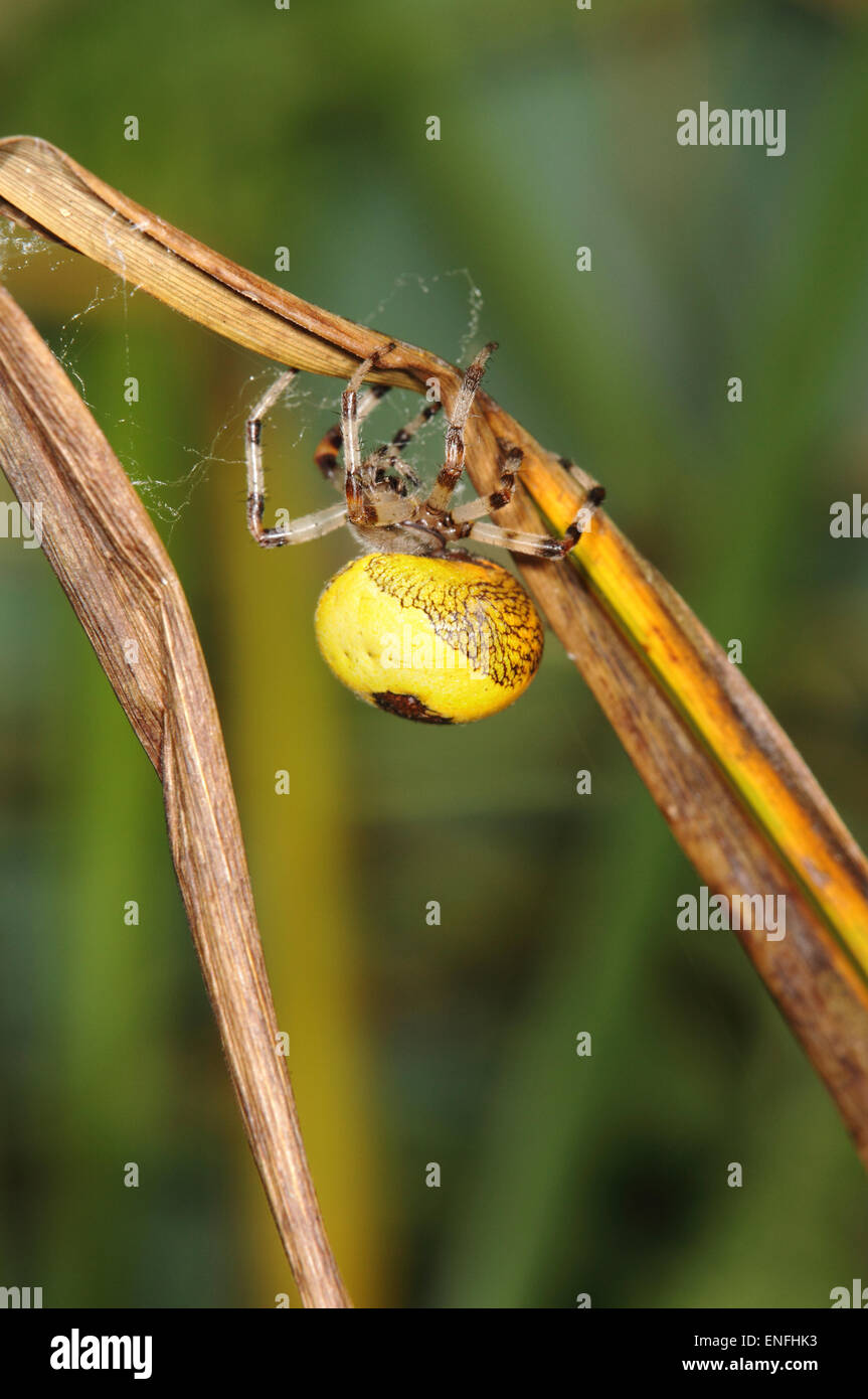 Marble Orb-weaver Spider - Araneus marmoreus Var. pyramidatus Stock ...
