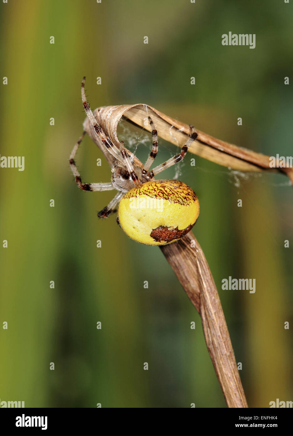 Marble Orb-weaver Spider - Araneus marmoreus Var. pyramidatus Stock ...