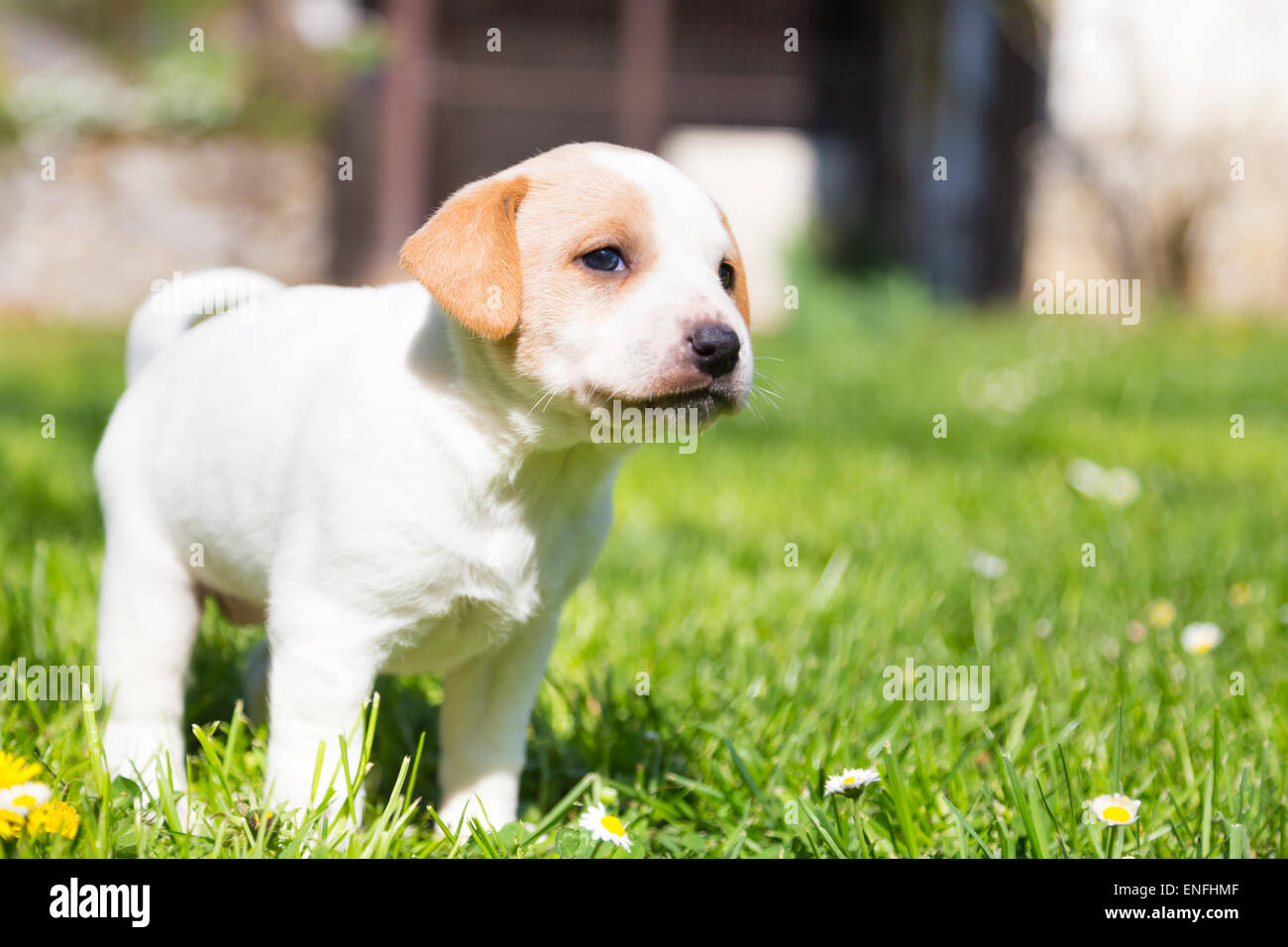Little puppy hi-res stock photography and images - Alamy