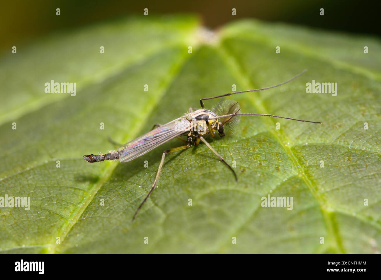 Mosquito - Anopheles claviger - Male Stock Photo - Alamy