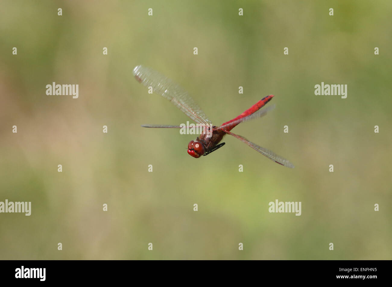 Red Dragonfly Flying