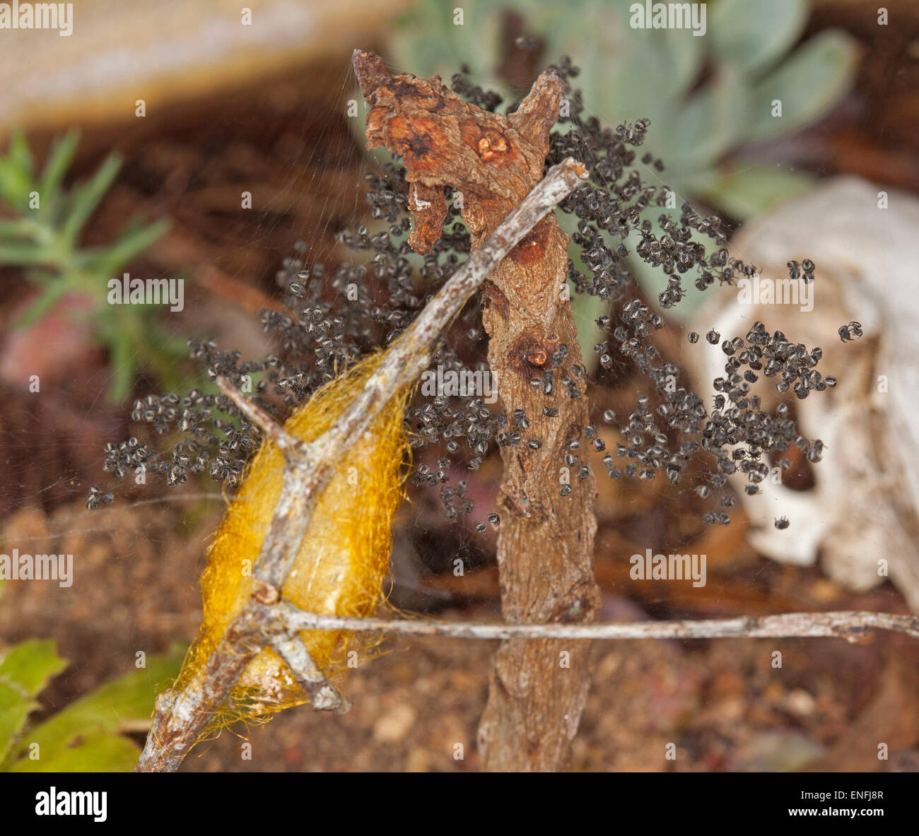 Hordes of tiny black spiderlings beside spider's egg sac woven with ...