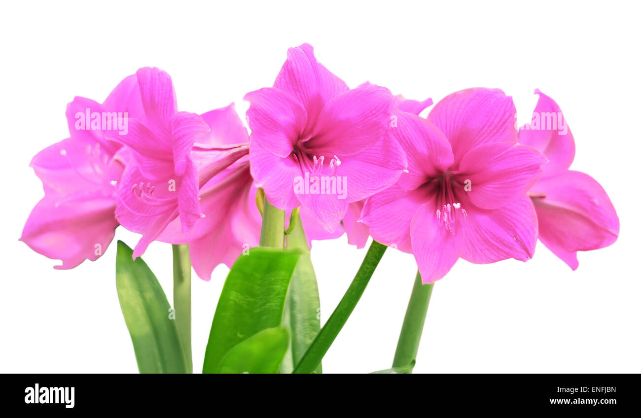 pink amaryllis flower isolated on white background Stock Photo - Alamy