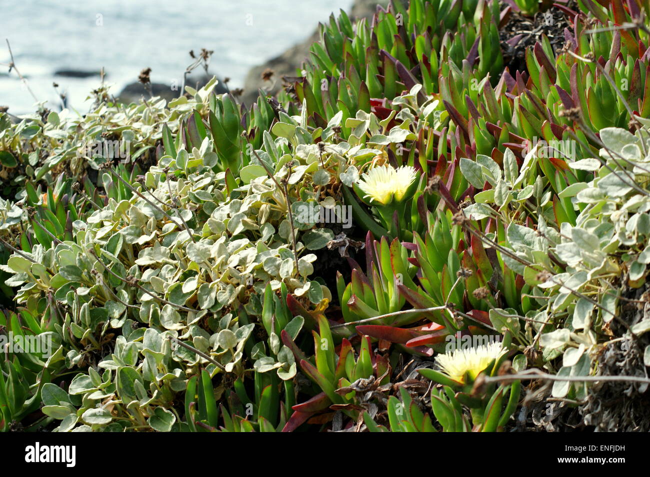 SHELL BEACH FLOWERS Stock Photo - Alamy
