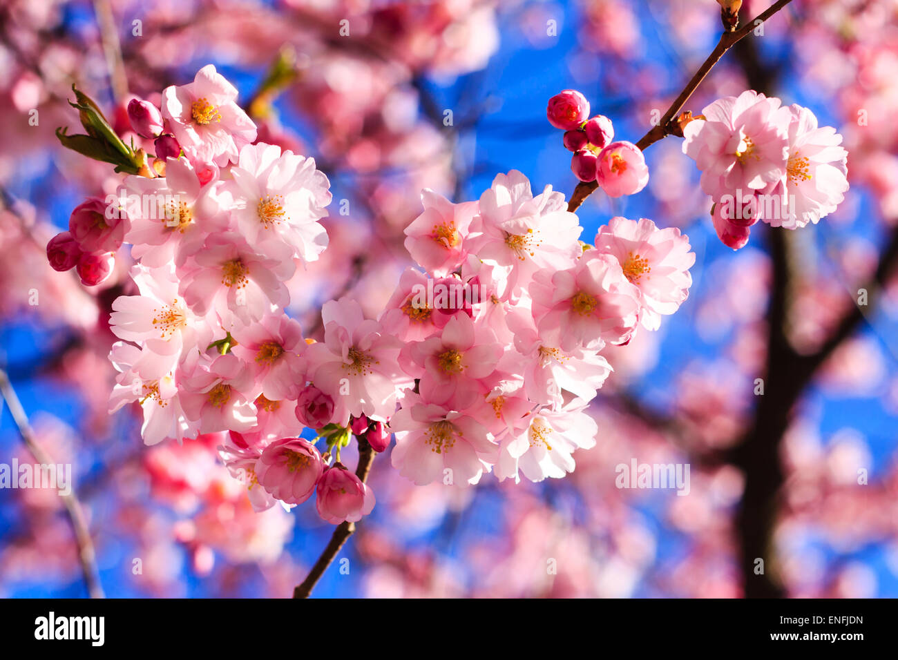 Pink Sakura flower blooming, cherry blossom in the garden Stock Photo ...
