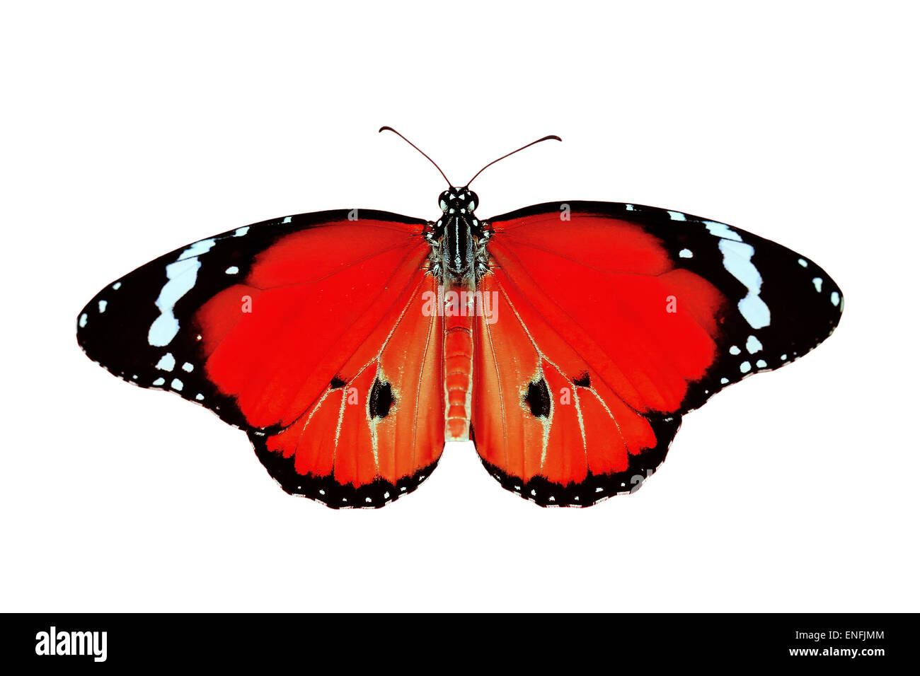exotic red color butterfly isolated on white background Stock Photo - Alamy