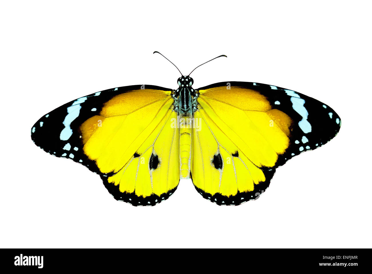 exotic yellow color butterfly isolated on white background Stock Photo ...