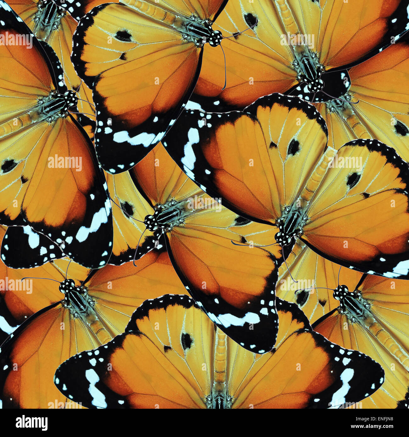 exotic orange color butterfly as background or texture Stock Photo - Alamy