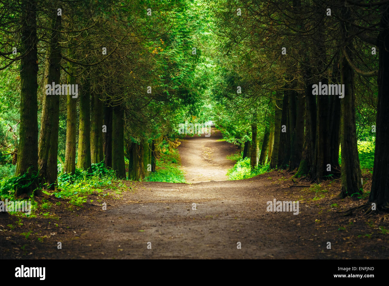 Walkway Lane Path With Green Trees in Forest. Beautiful Alley In Park ...