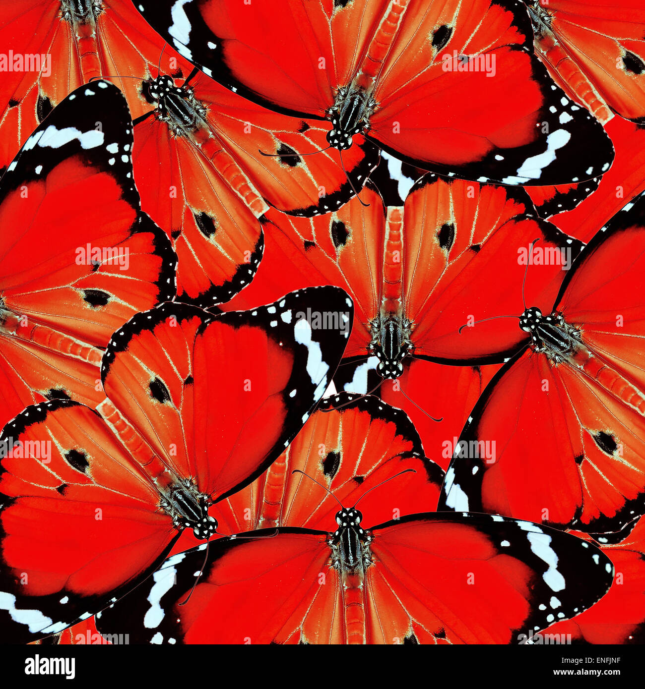 exotic red color butterfly as background or texture Stock Photo - Alamy