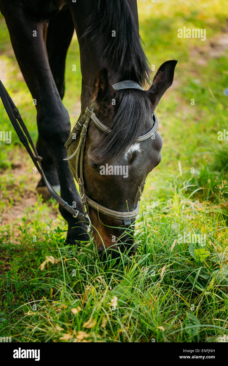 Big head horse hi-res stock photography and images - Alamy