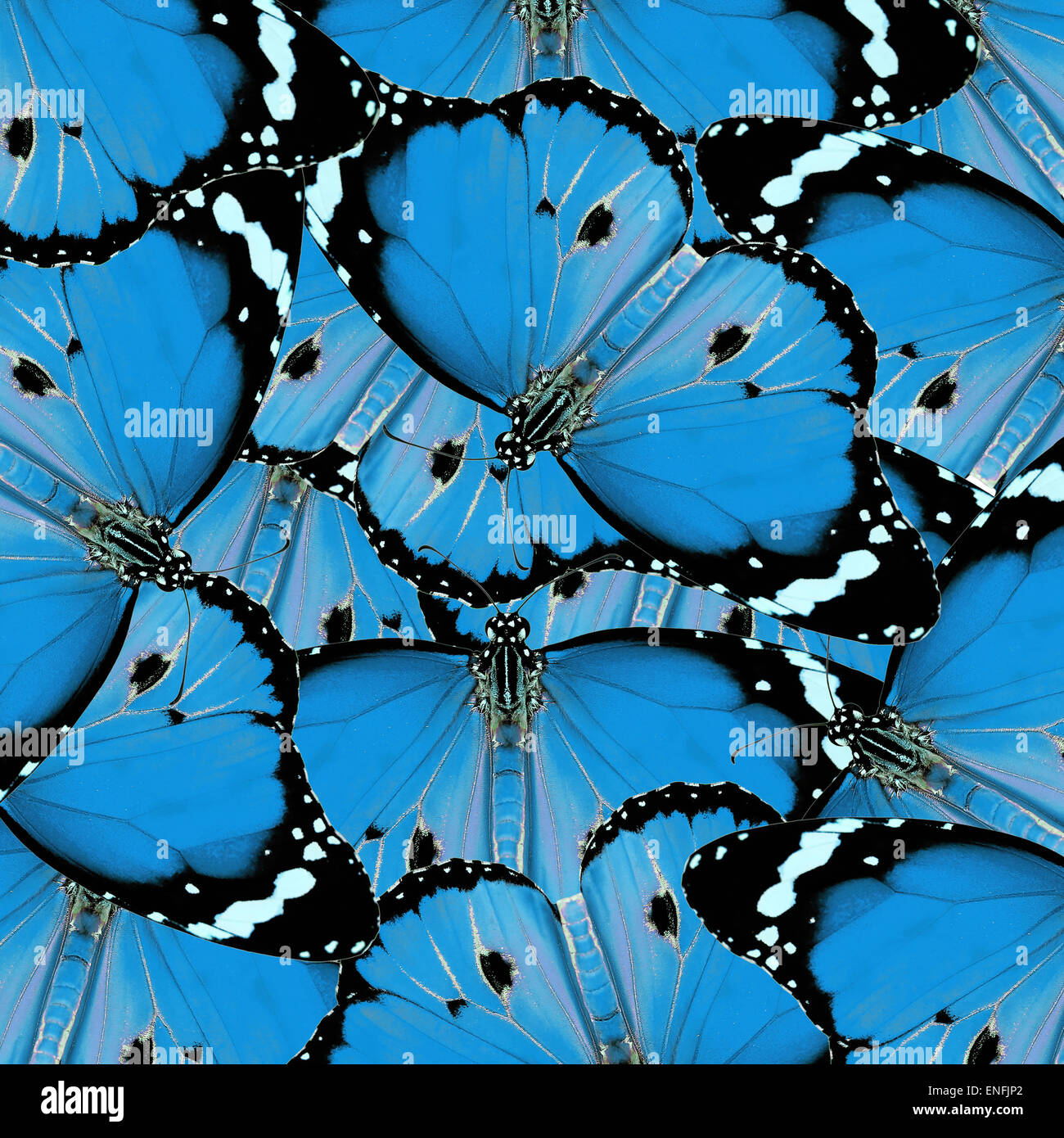 exotic blue color butterfly as background or texture Stock Photo - Alamy