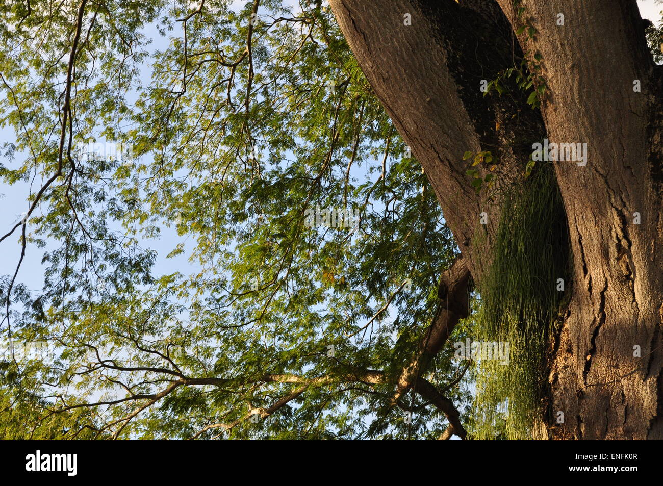 Tree trunk branches hi-res stock photography and images - Alamy