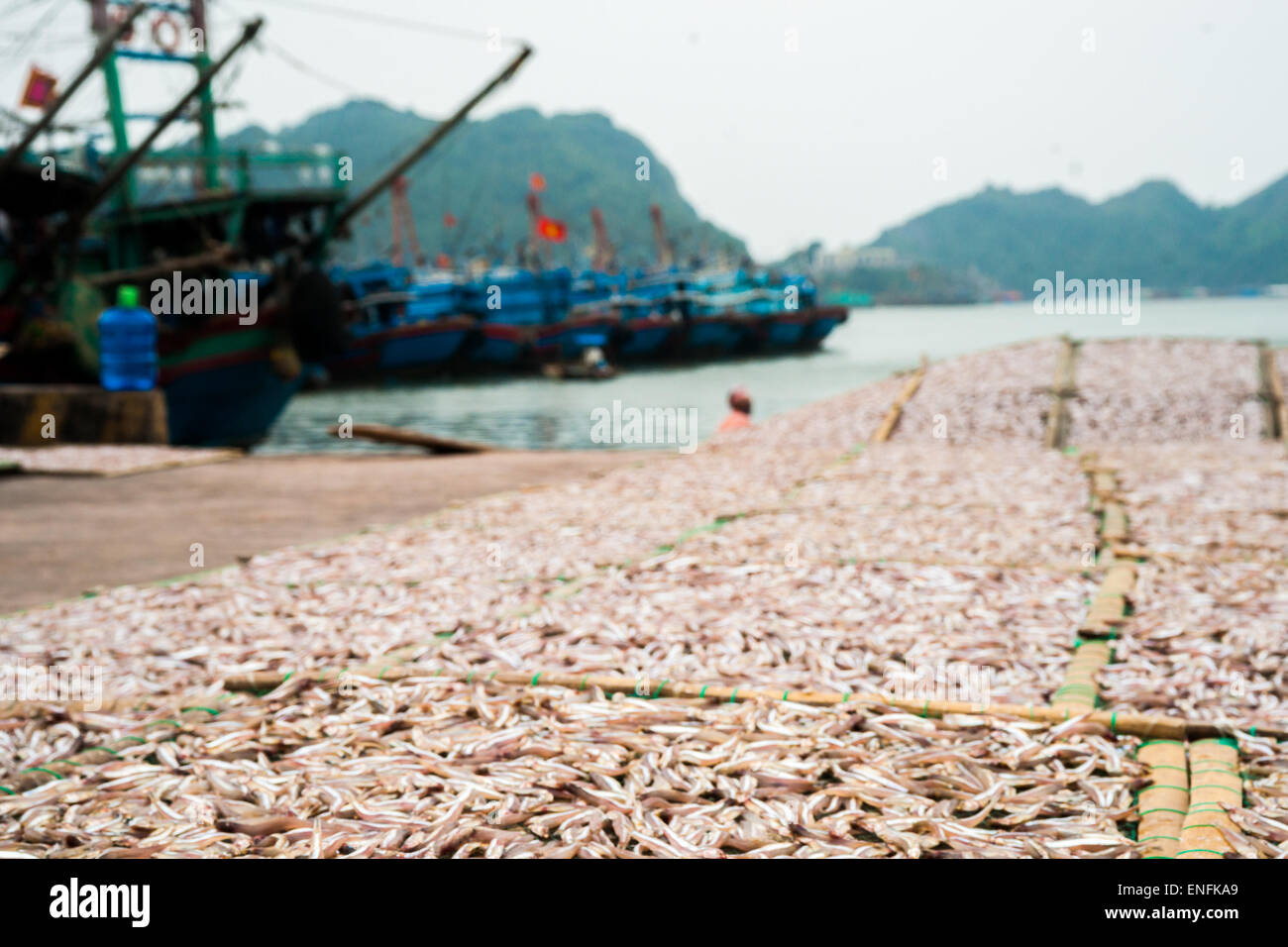 Planty of little anchovy fish drying on open air Stock Photo - Alamy
