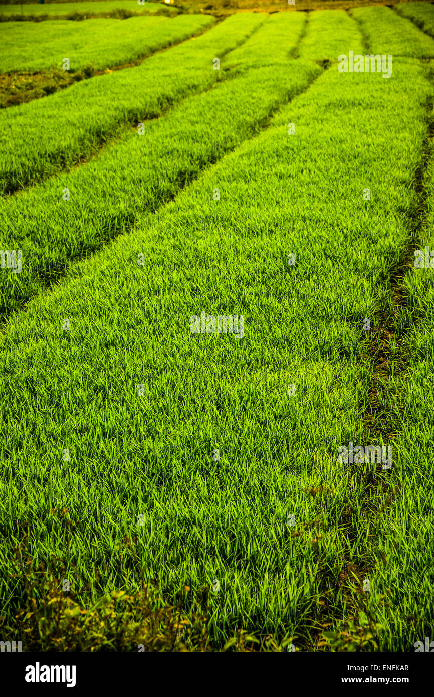 Vast fields of rice Stock Photo - Alamy
