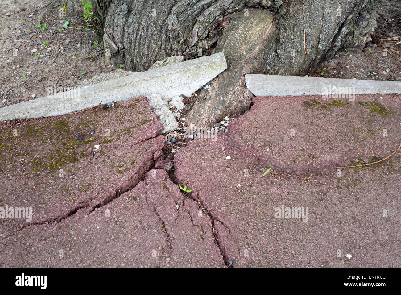 Progressive damage to a path in a public park caused by tree roots ...