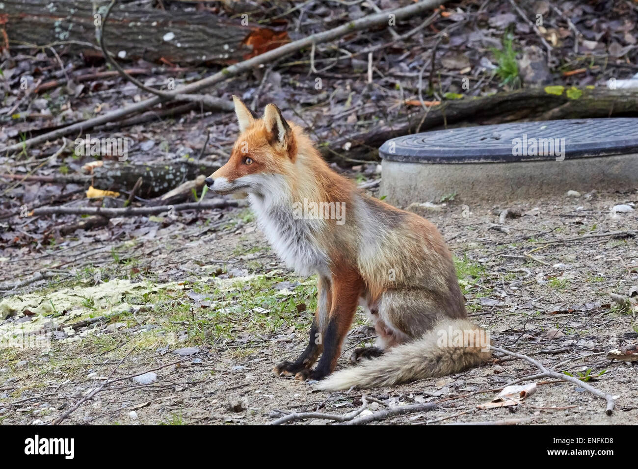 Red fox vixen, Vulpes vulpes, Finland Stock Photo - Alamy