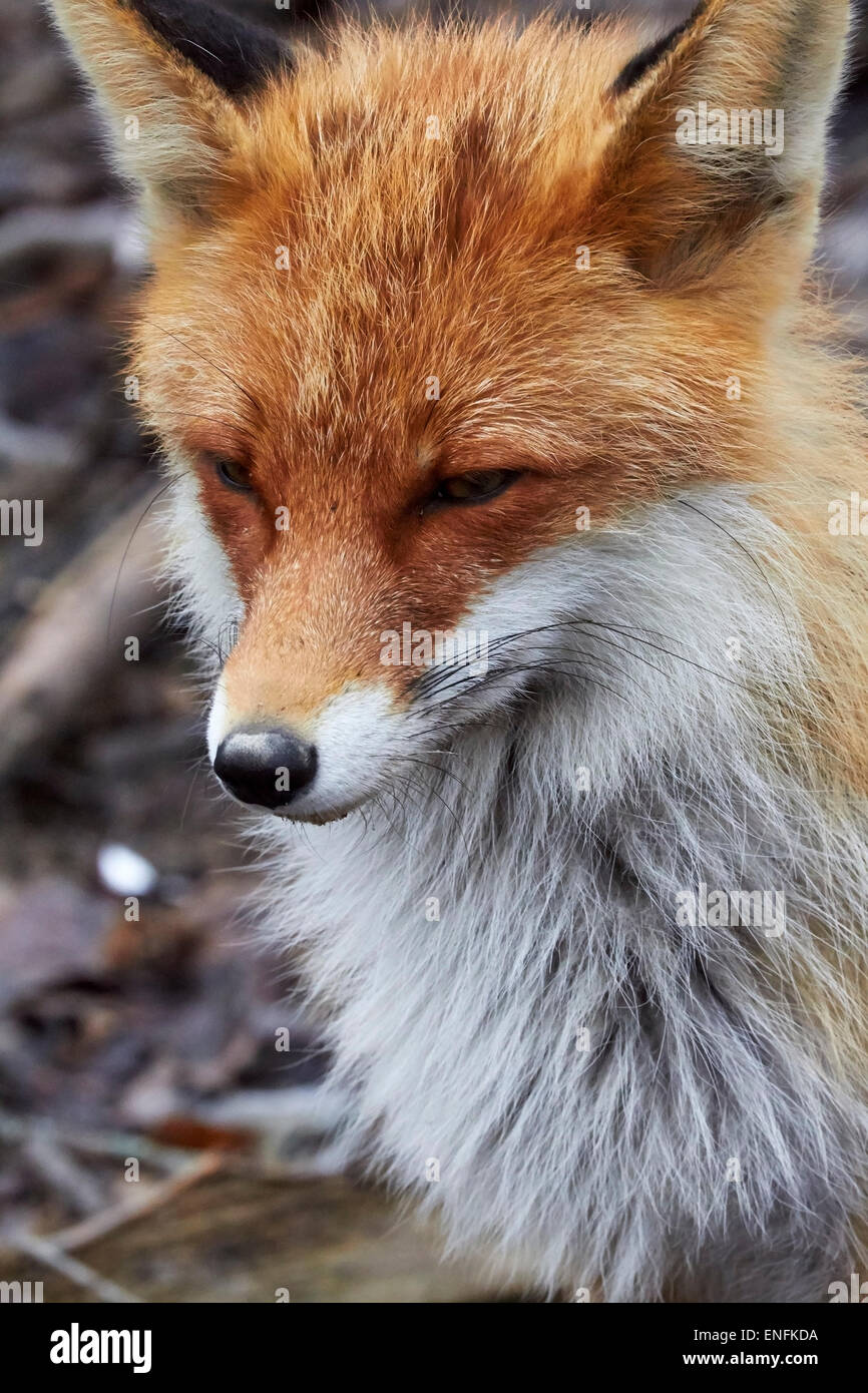 Red fox vixen, Vulpes vulpes, Finland Stock Photo - Alamy