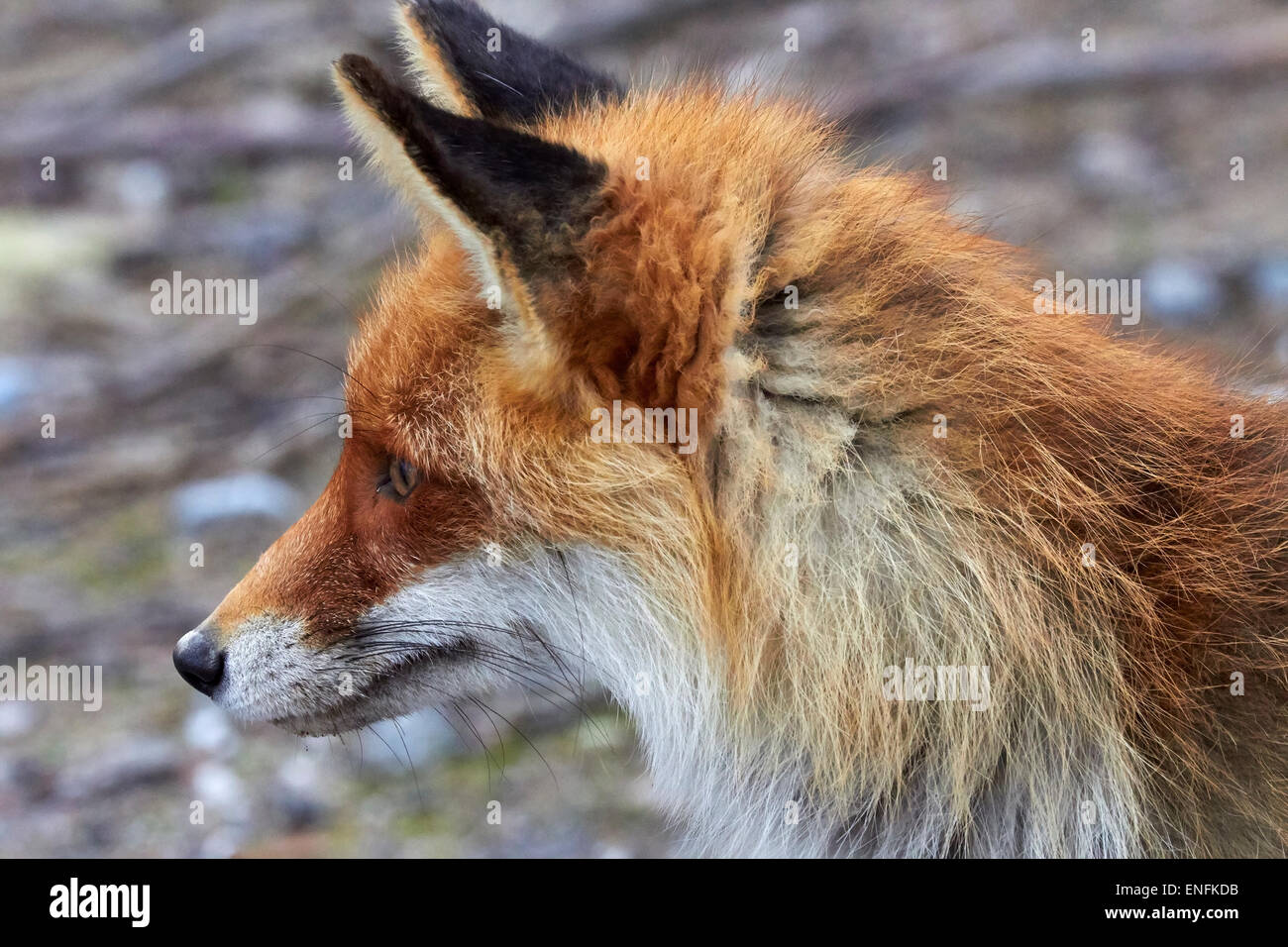 Red fox vixen hi-res stock photography and images - Alamy